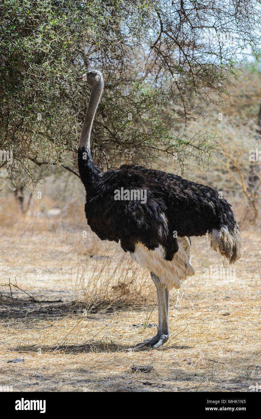 Brainless ostrich near a tree Stock Photo - Alamy