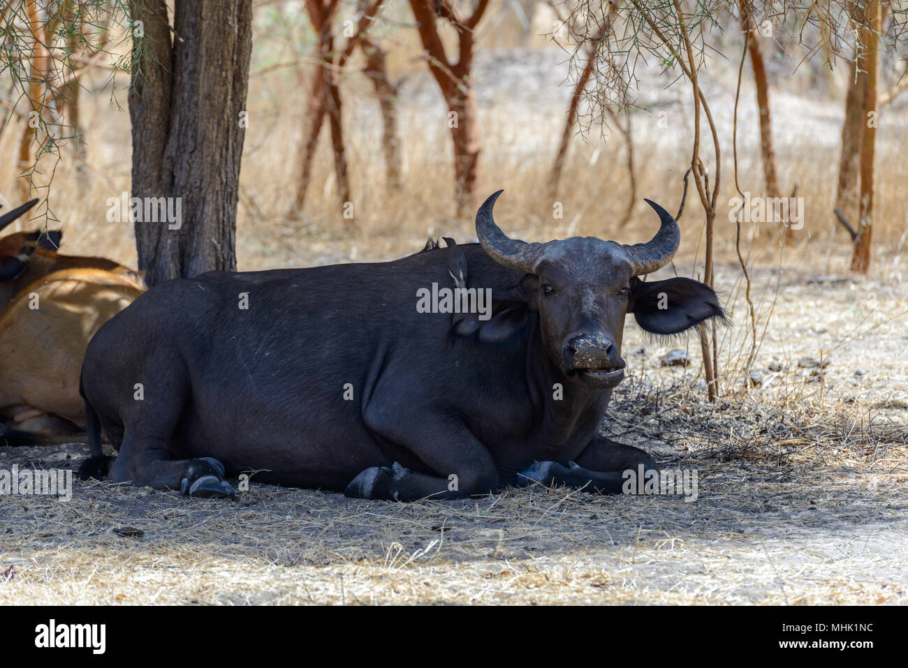 Bull lays on the ground Stock Photo - Alamy