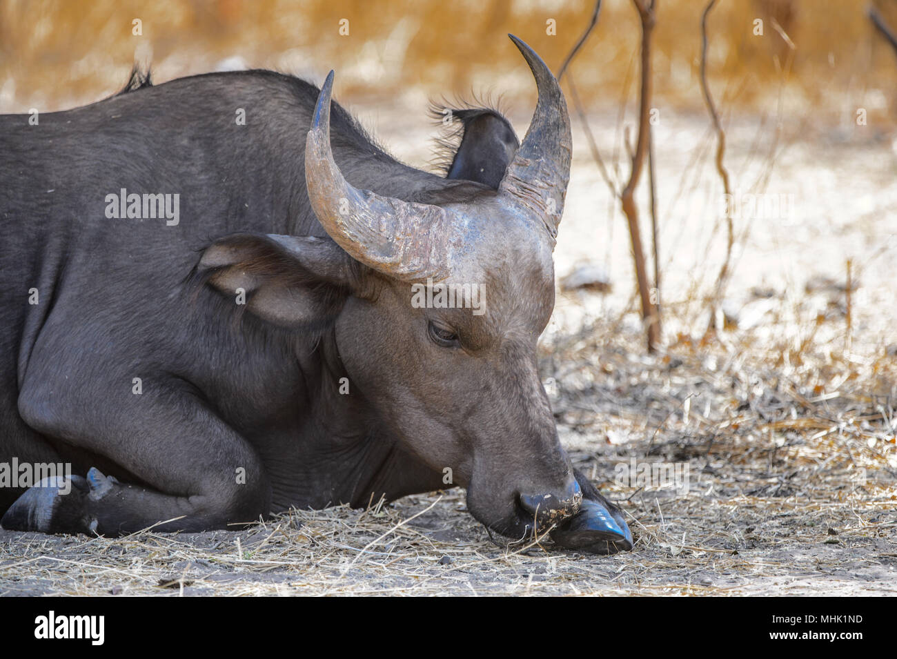 Strong smells hi-res stock photography and images - Alamy
