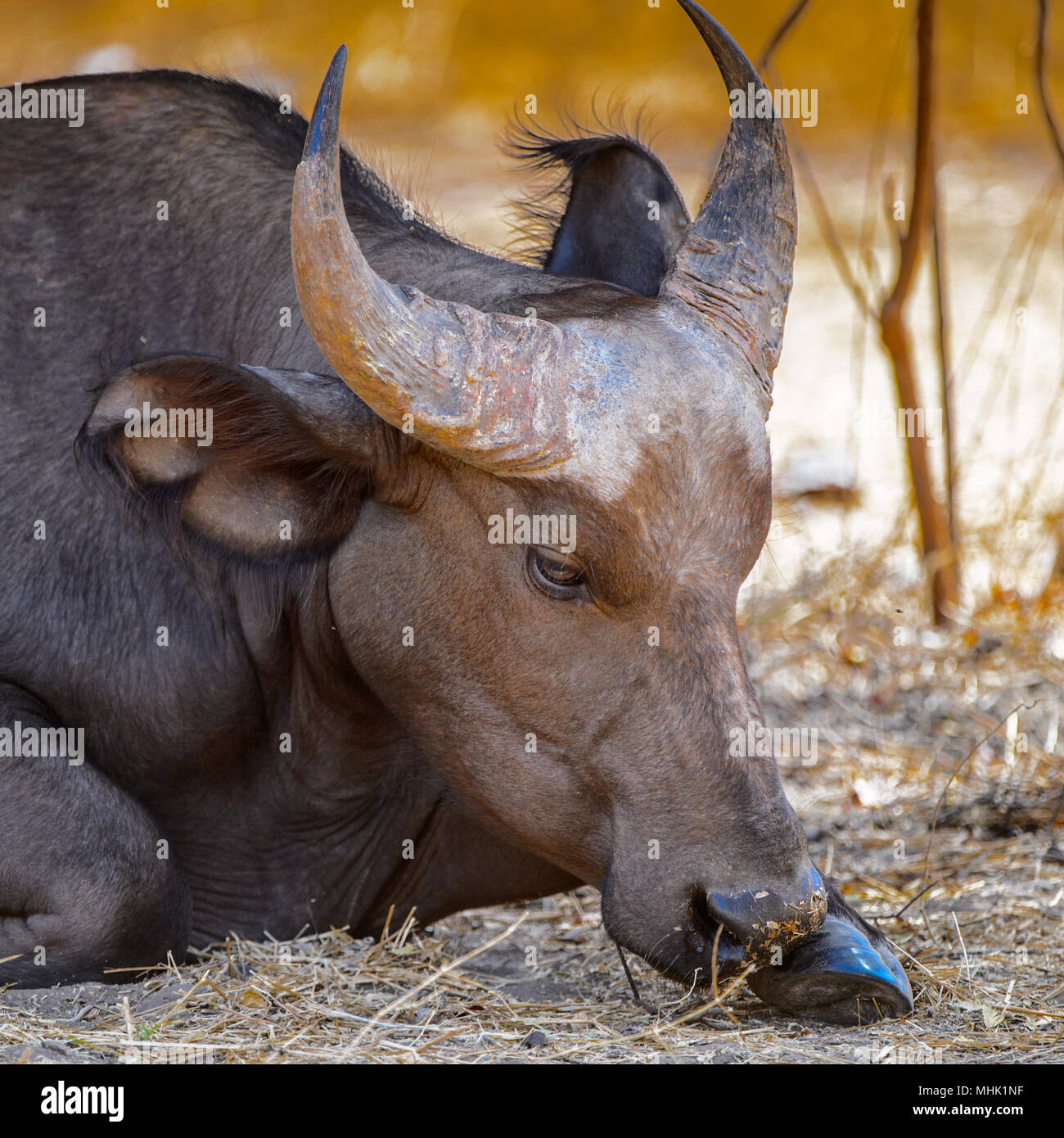 Bull lays on the ground and smells the ground Stock Photo - Alamy