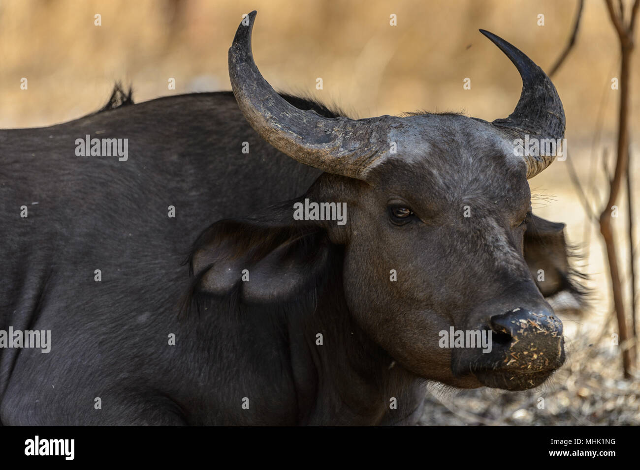 Buffalo portrait, Africa Stock Photo - Alamy