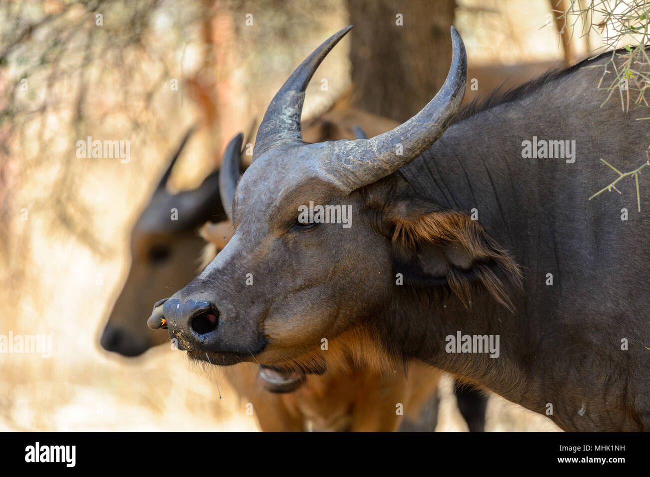 Buffalo portrait, Africa Stock Photo - Alamy