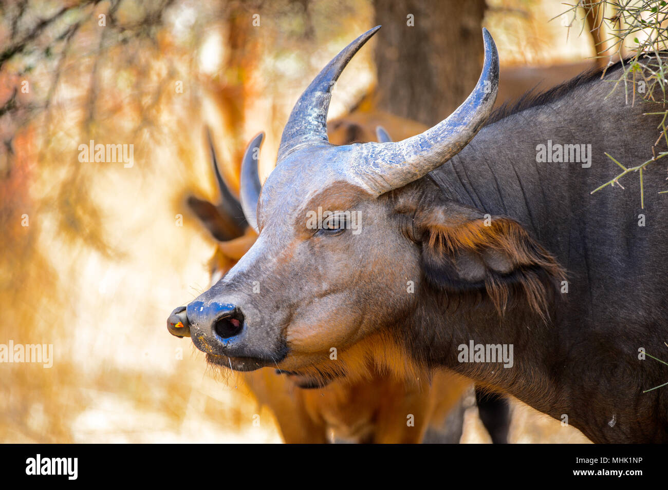 Portrait of sad bull, Senegal Stock Photo - Alamy