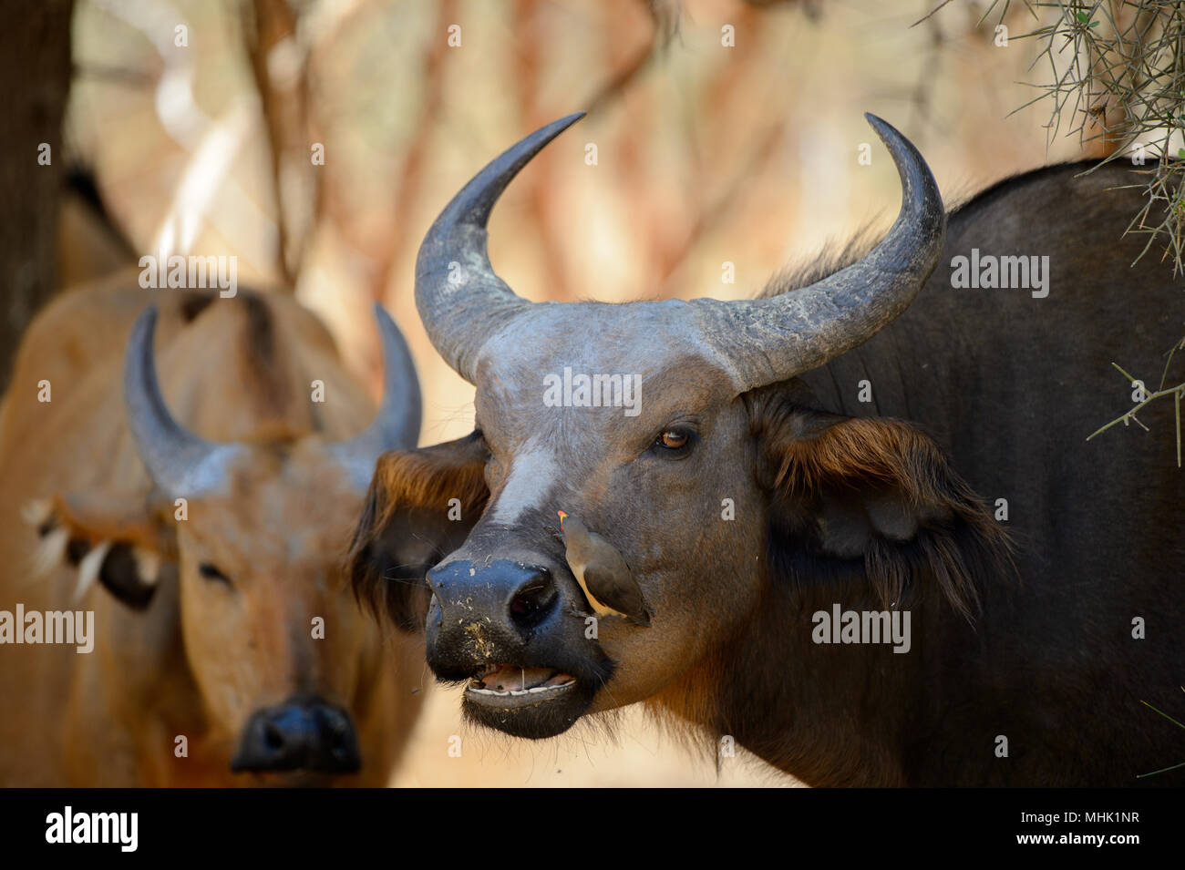 Close up of Buffalo Stock Photo - Alamy