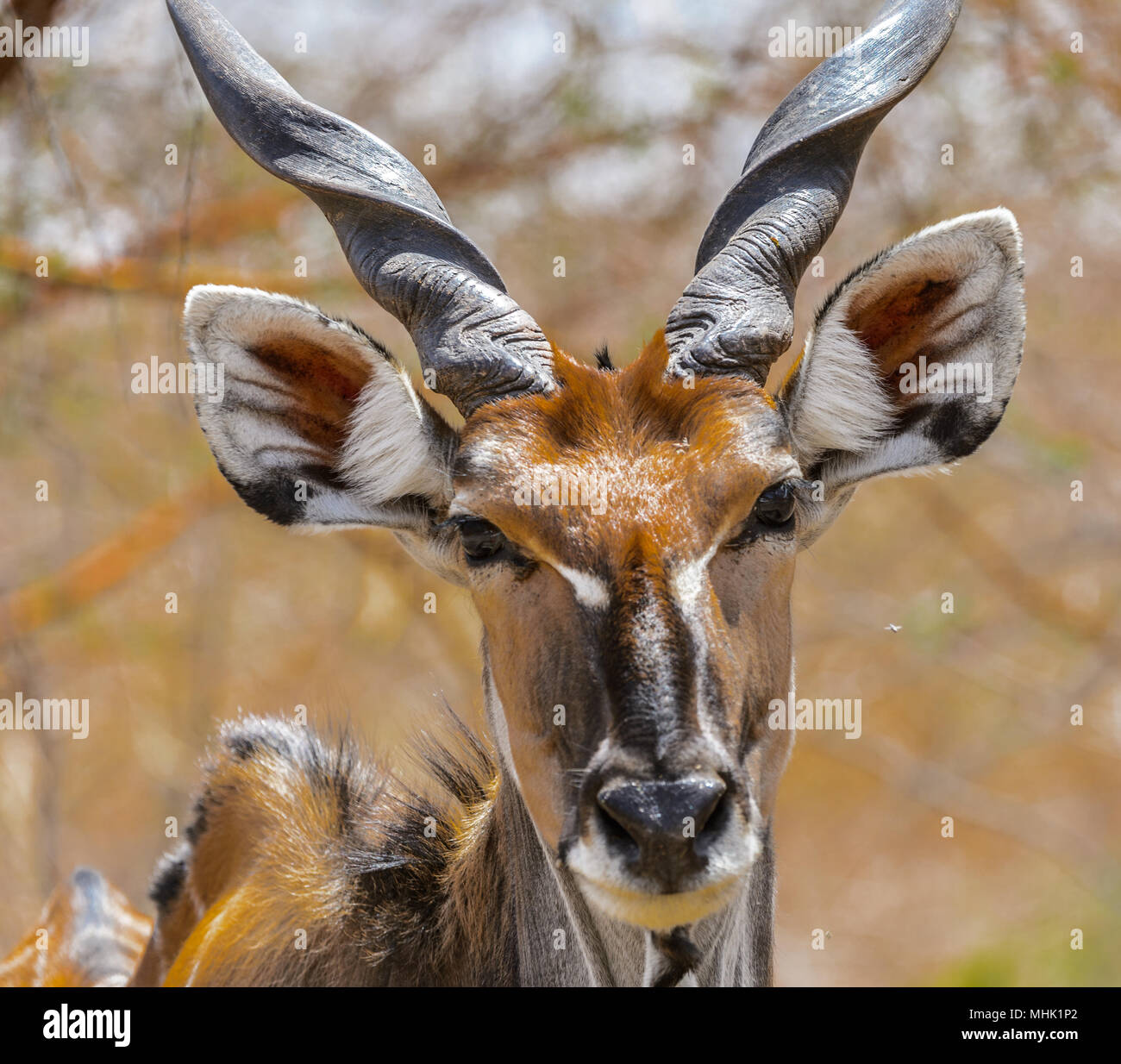 Portrai of a cool antelope Stock Photo - Alamy