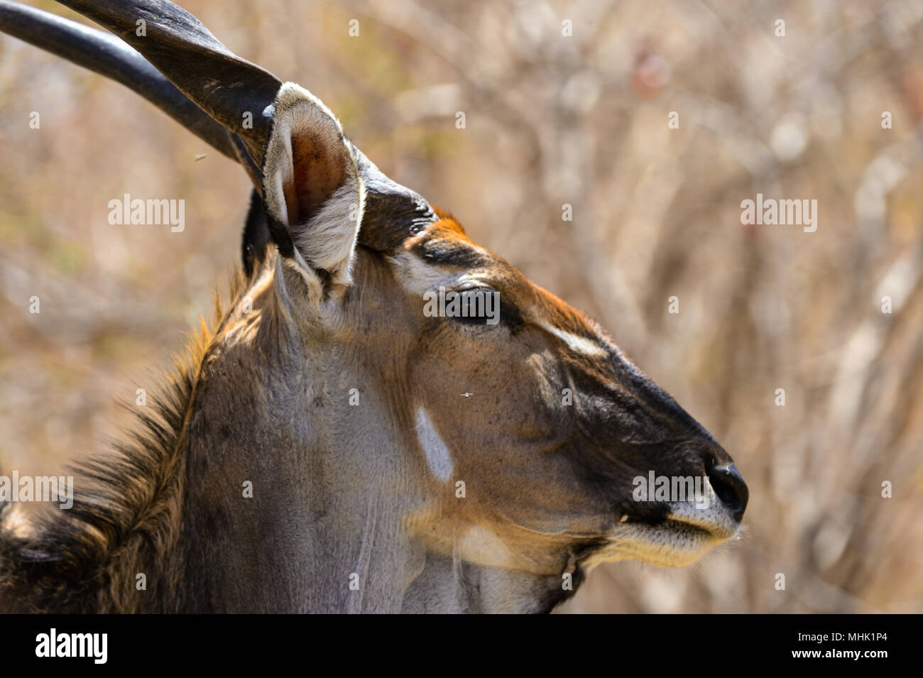 Screw horn goat hi-res stock photography and images - Alamy