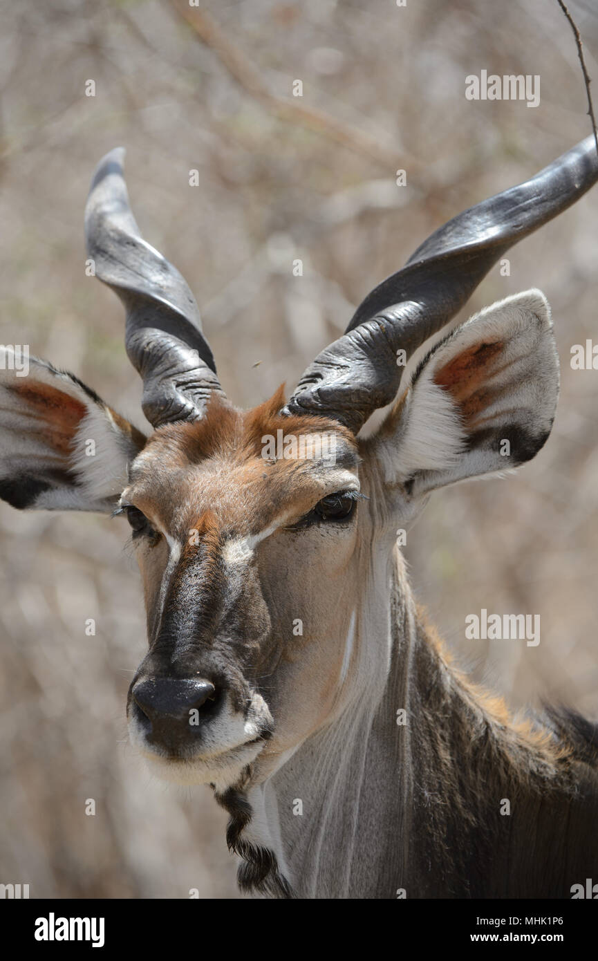 Screw horn antelope hi-res stock photography and images - Alamy