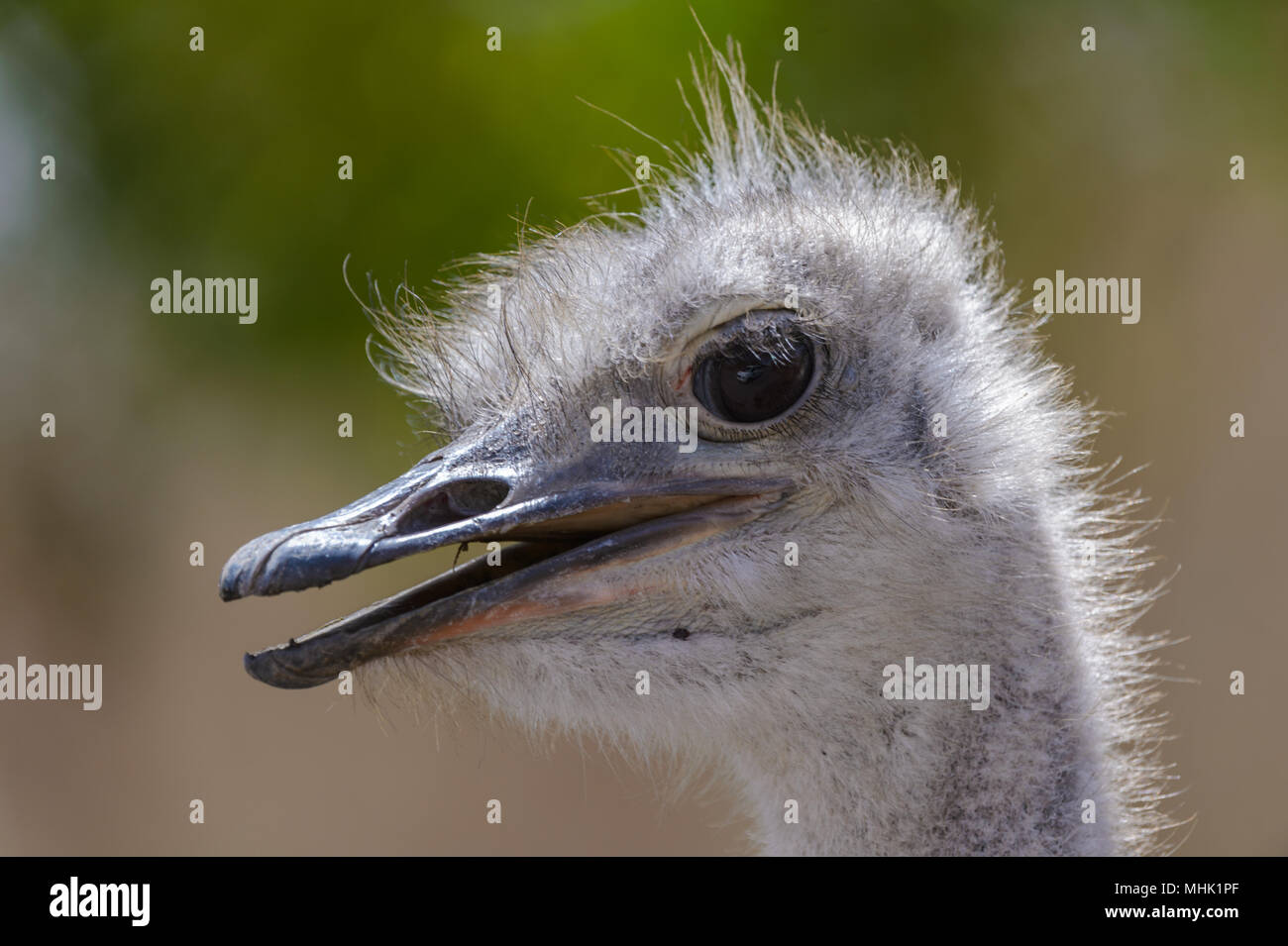 Ostrich feather head Stock Photo - Alamy