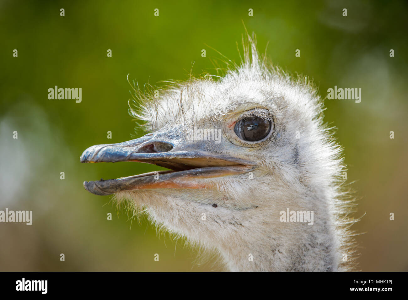 Portrait of a brainless ostrich Stock Photo - Alamy