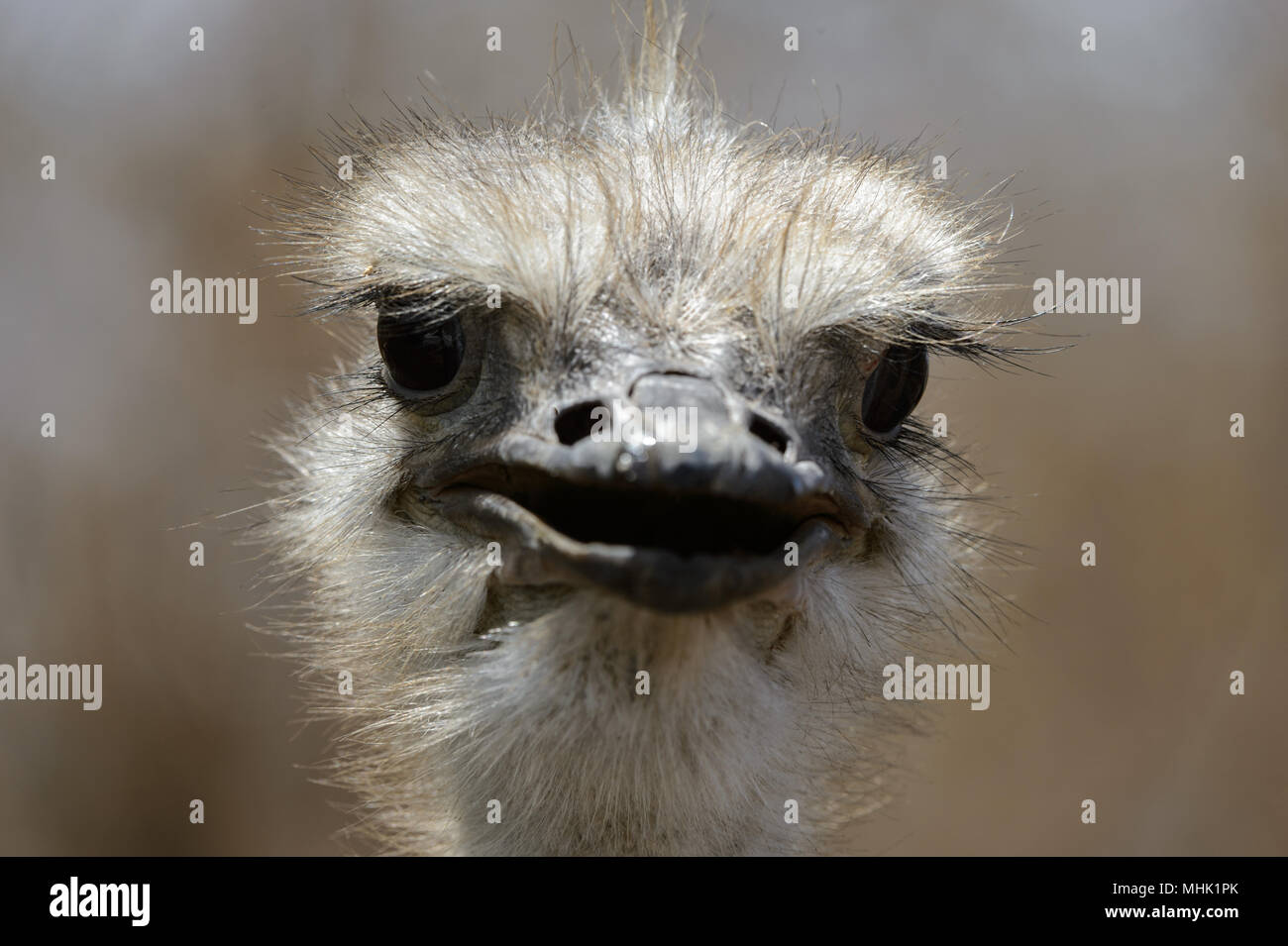 Front portrait of an ostrich Stock Photo - Alamy