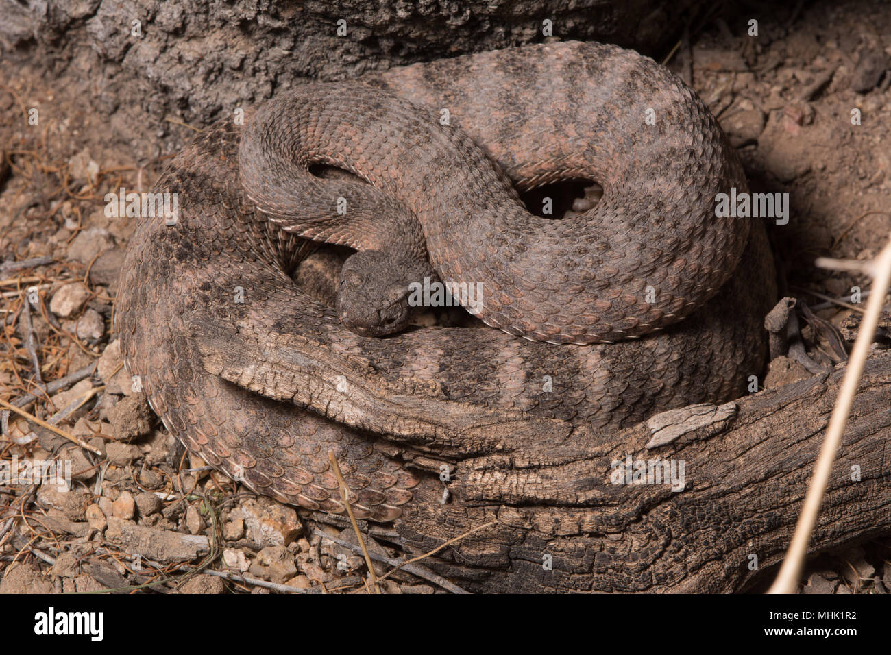 Tiger Rattlesnake (Crotalus tigris) waiting in ambush in Maricopa ...
