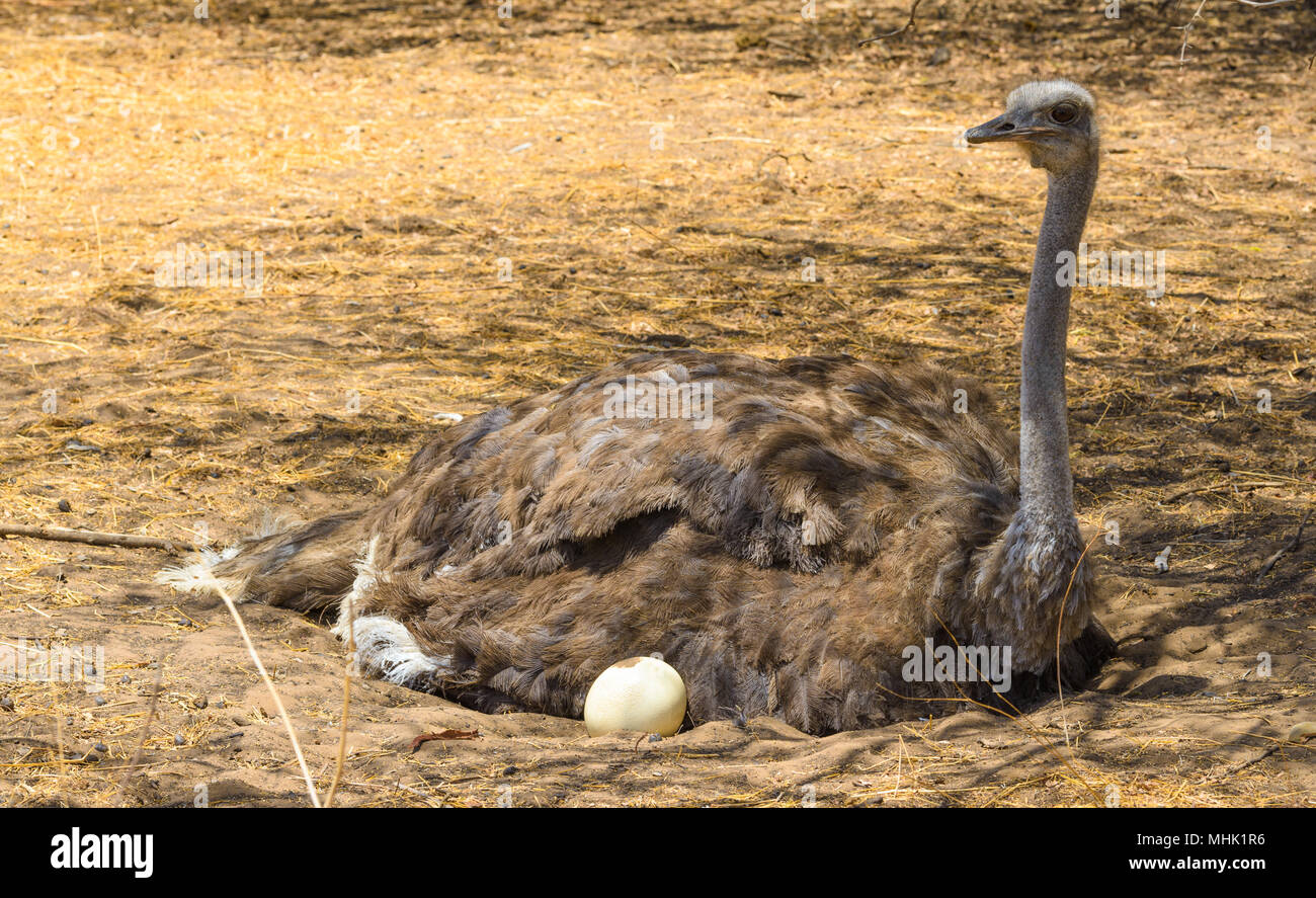 Ostrich Egg And South Africa High Resolution Stock Photography and ...