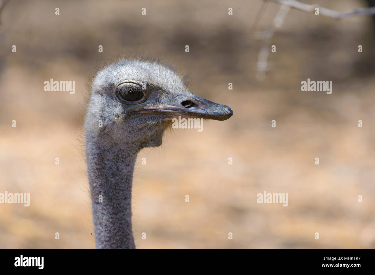 Brainless hi-res stock photography and images - Alamy