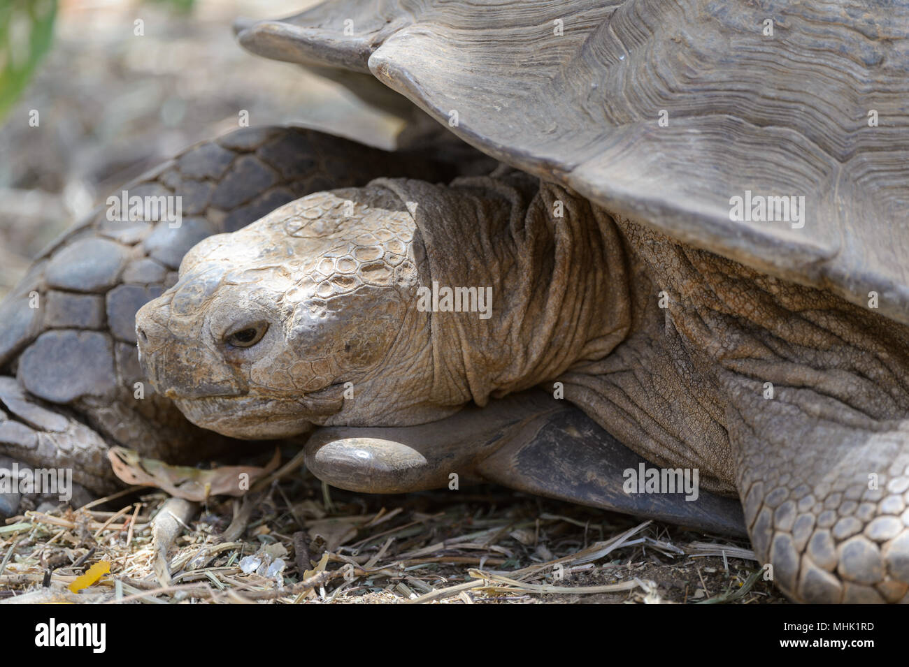 African forest turtle hi-res stock photography and images - Alamy