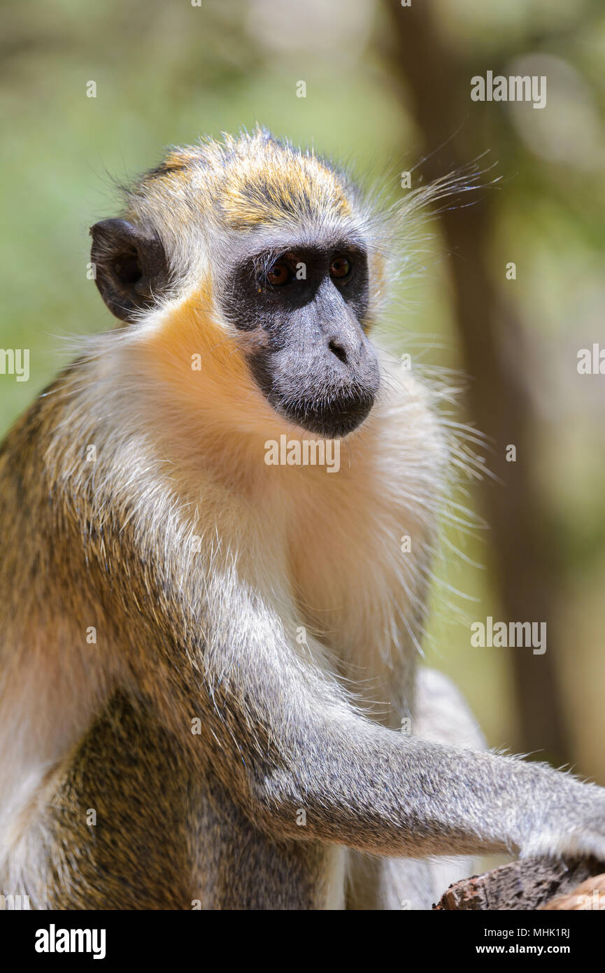 Green monkey, Africa Stock Photo - Alamy