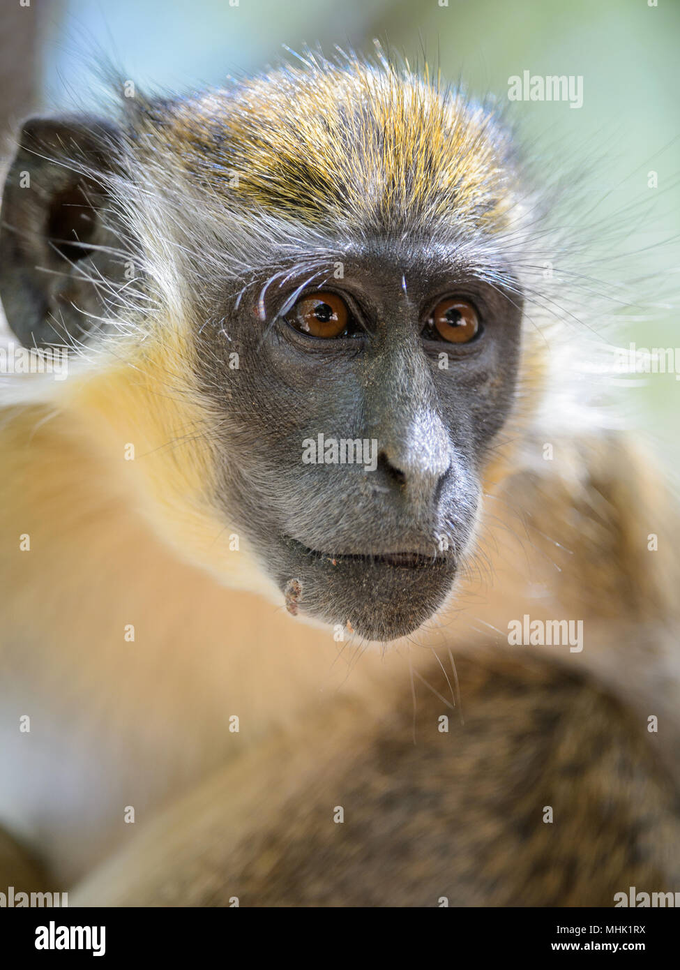 Green monkey, Senegal Stock Photo - Alamy