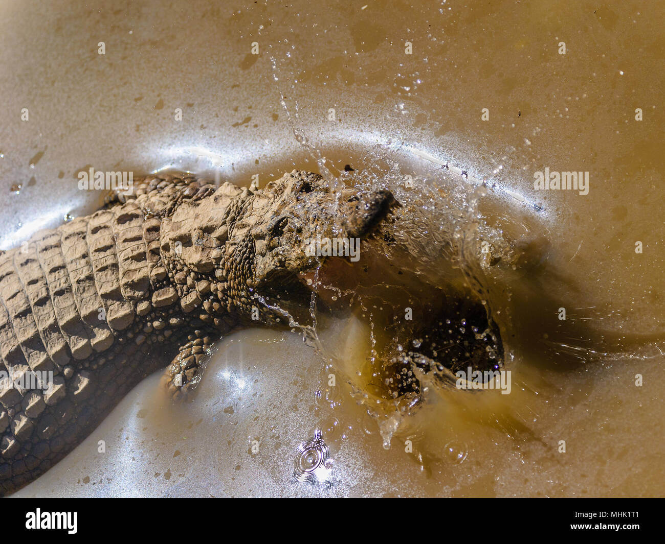 Scared crocodile hi-res stock photography and images - Alamy