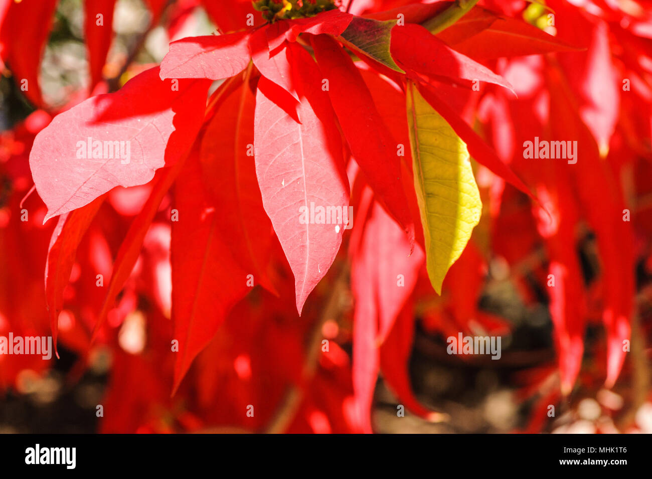 Red leaves of a tree in Madagascar Stock Photo - Alamy