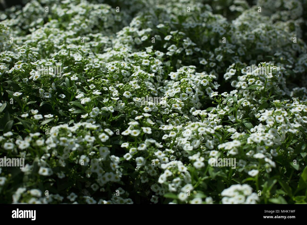 Snow with flowers hi-res stock photography and images - Alamy