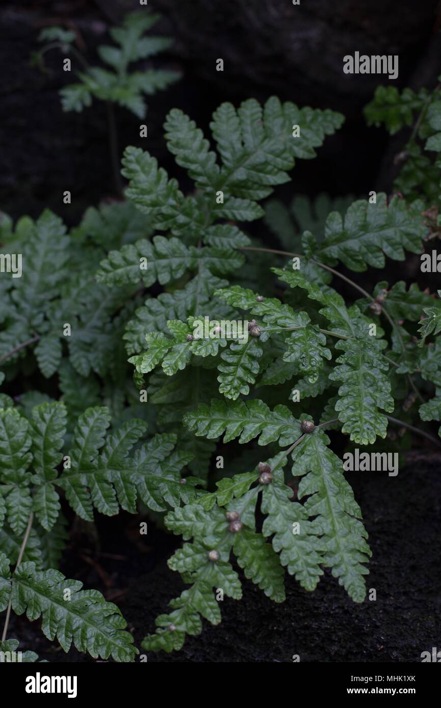 A dwarf tree fern Stock Photo - Alamy