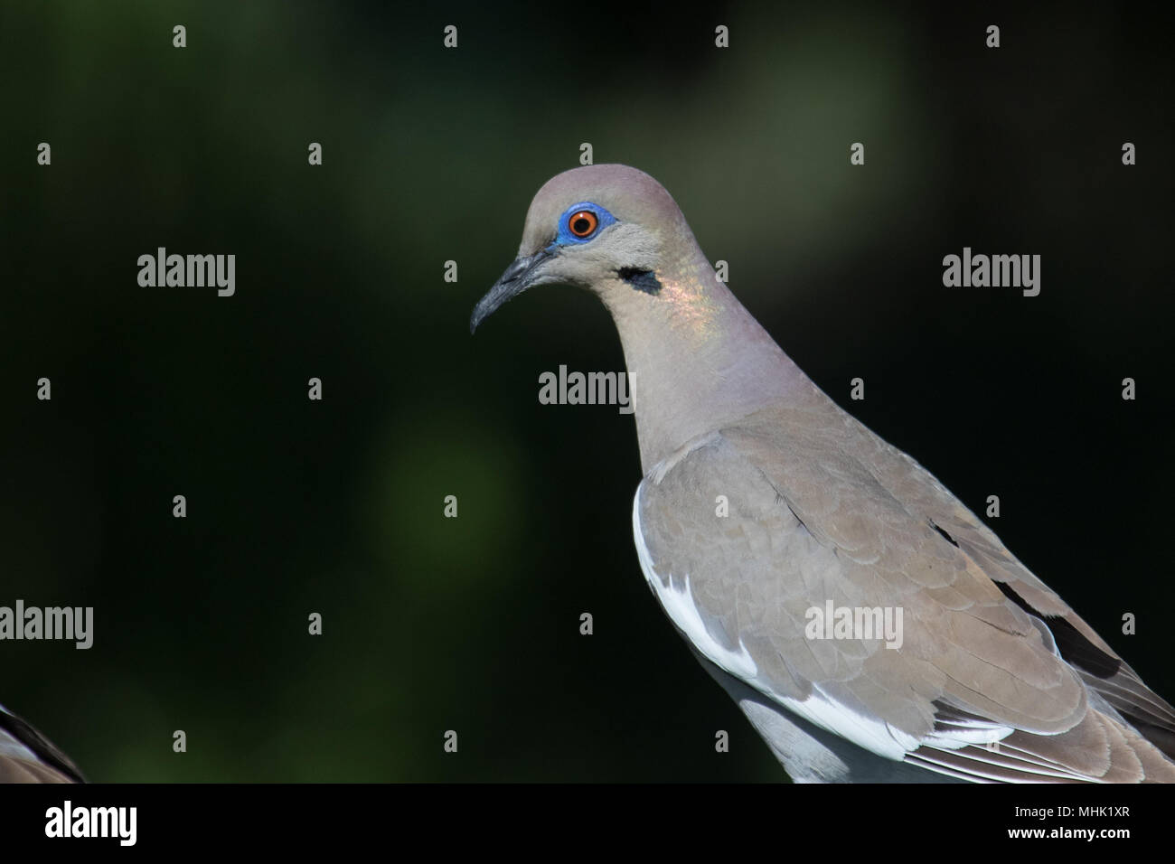 White winged dove hi-res stock photography and images - Alamy