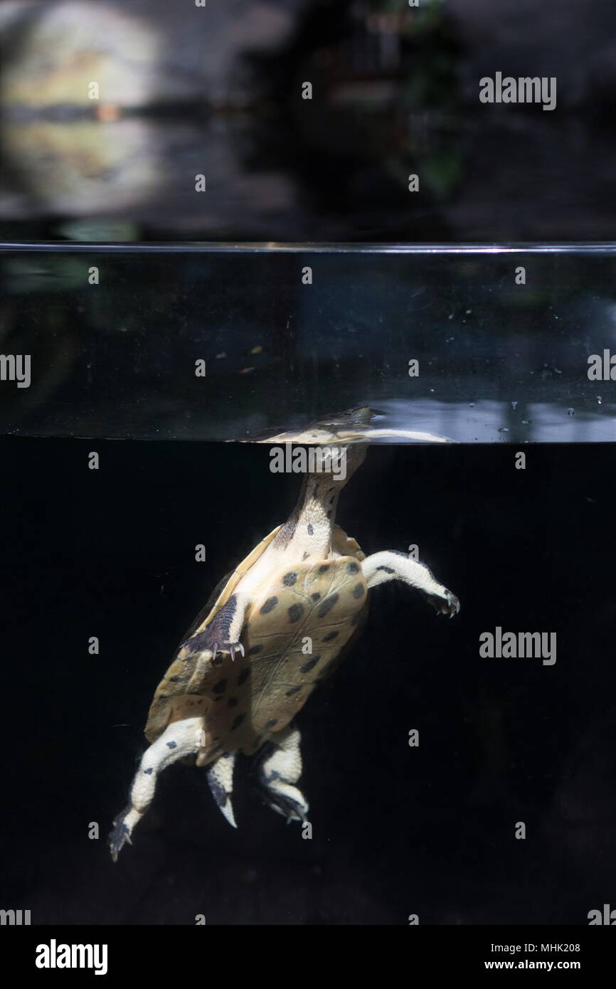 Captive turtle hi-res stock photography and images - Alamy