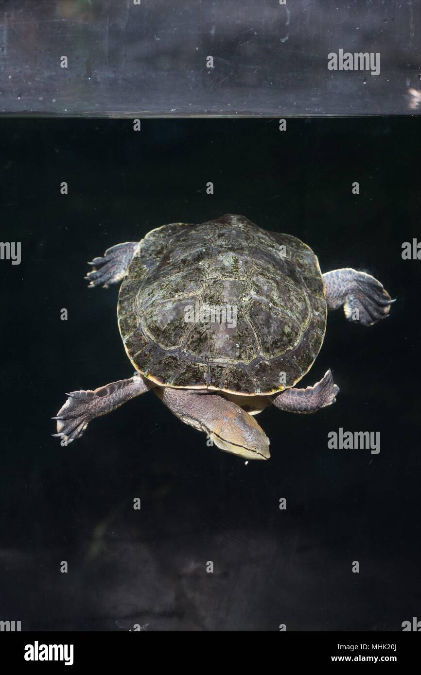 Large tank hi-res stock photography and images - Alamy