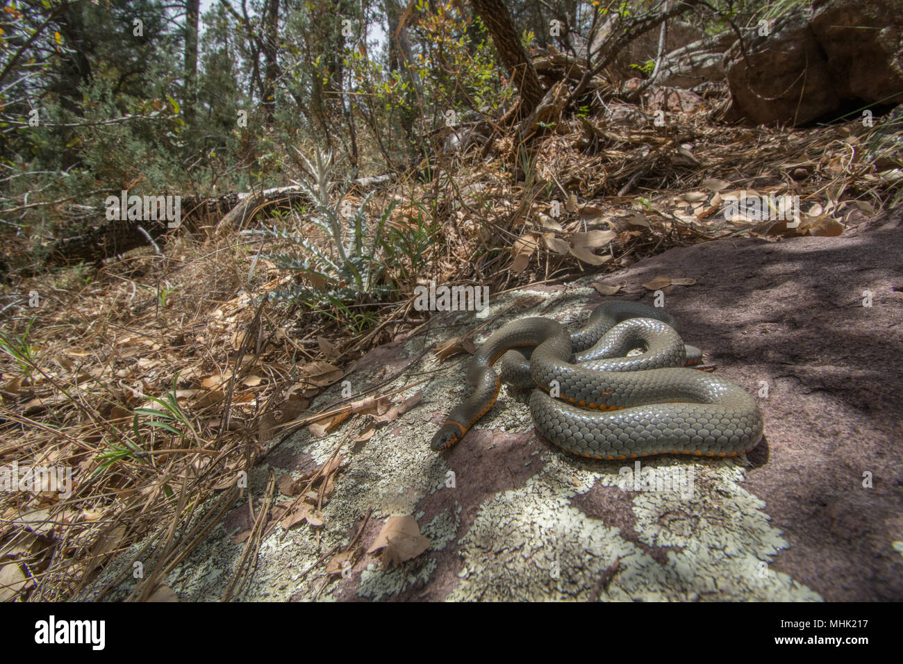 Regal ring necked snake hi-res stock photography and images - Alamy