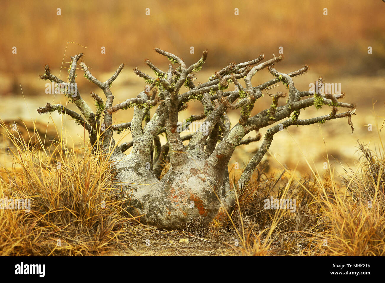 Small curious tree in Madagascar, Africa Stock Photo - Alamy