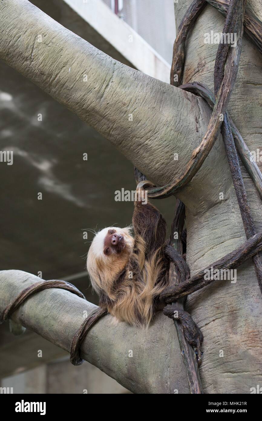A two-toed sloth in a zoo Stock Photo - Alamy