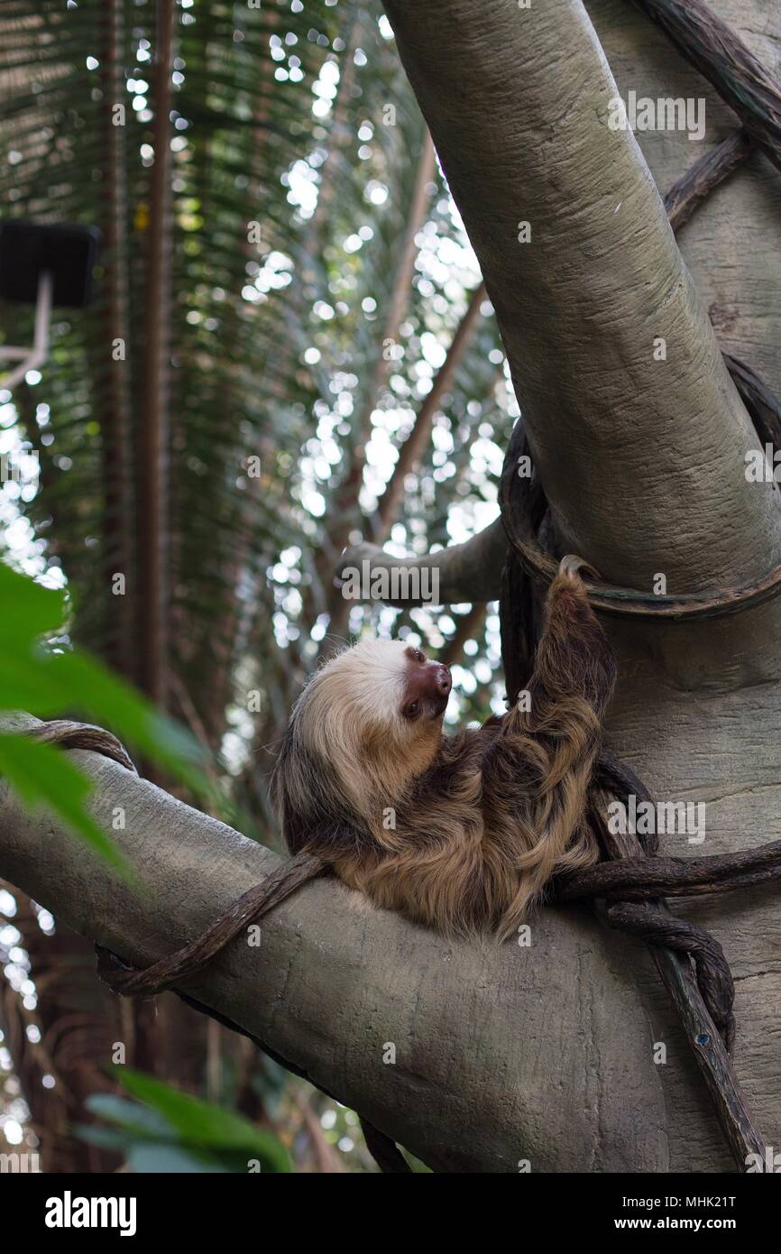 A two-toed sloth in a zoo Stock Photo - Alamy