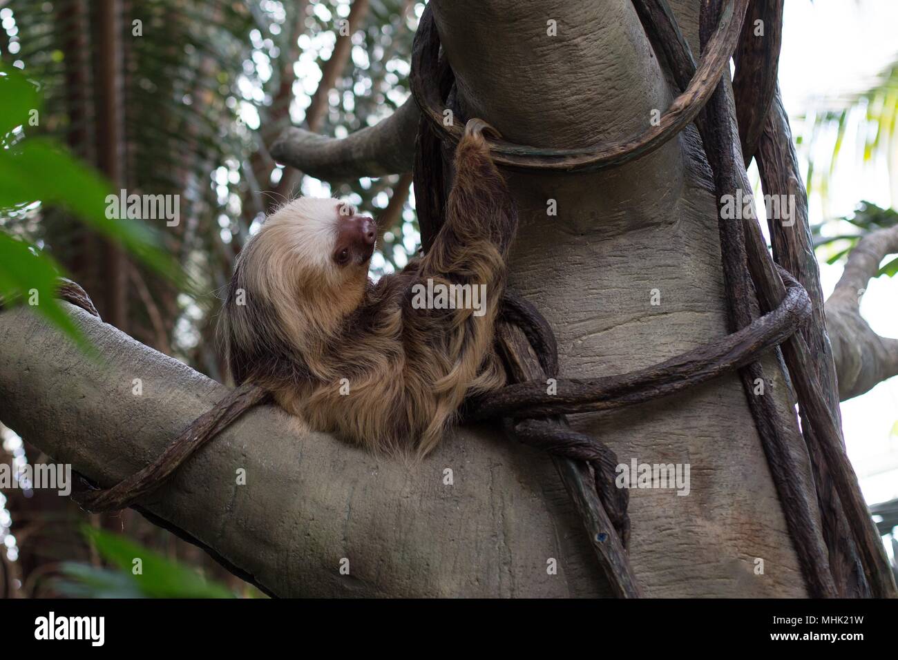 A two-toed sloth in a zoo Stock Photo - Alamy