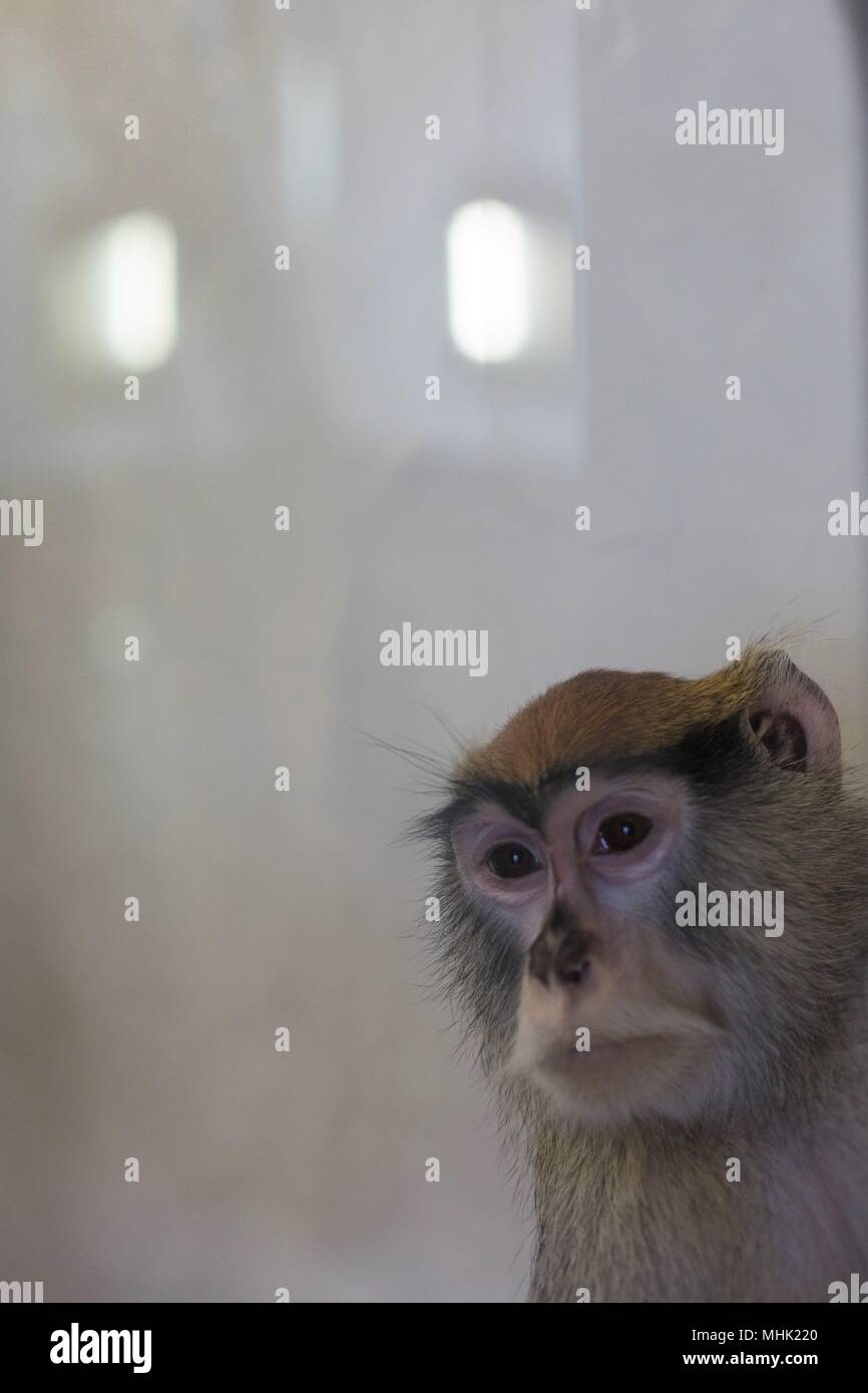 Captive monkey hi-res stock photography and images - Alamy