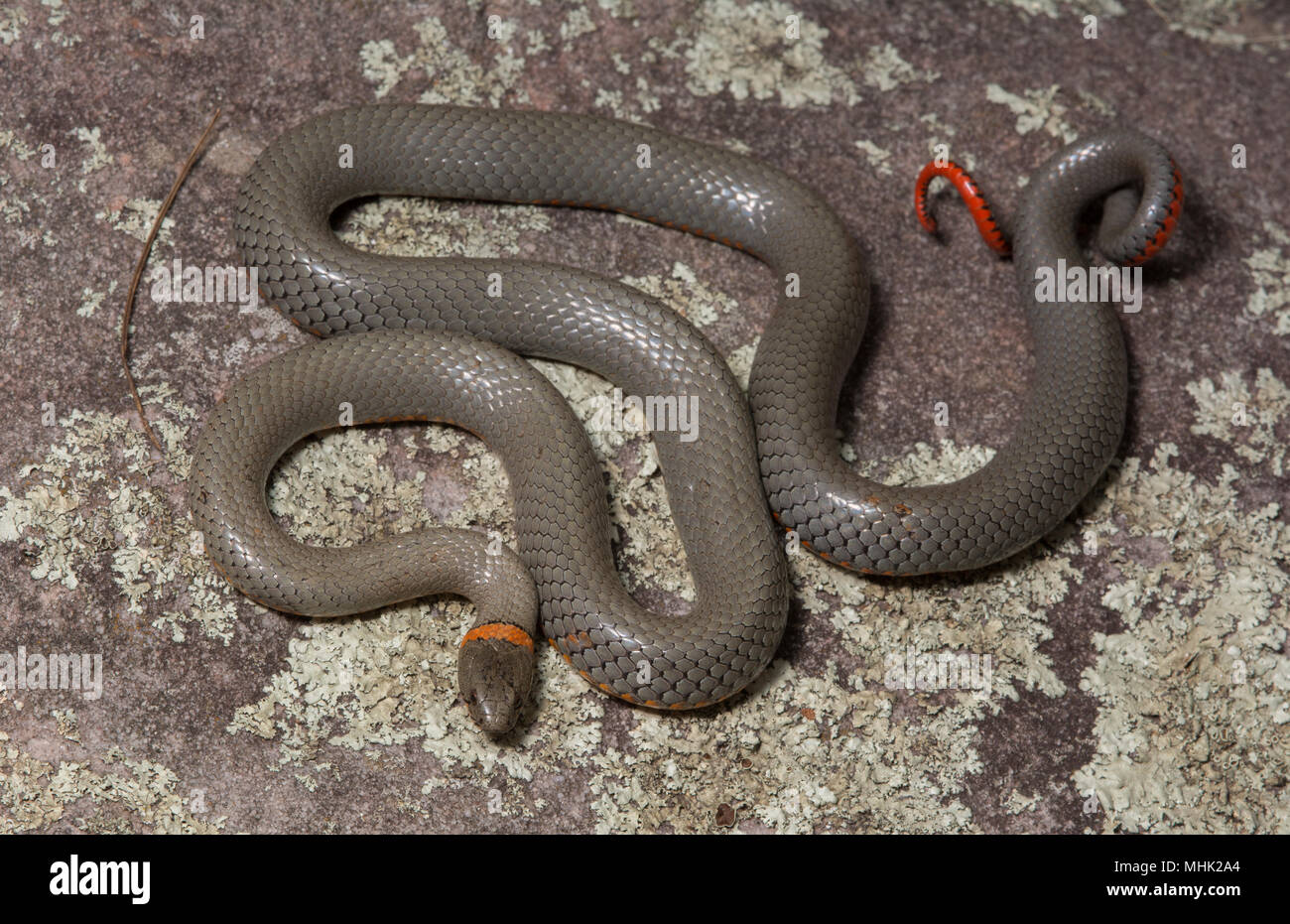 Regal ring necked snake hi-res stock photography and images - Alamy