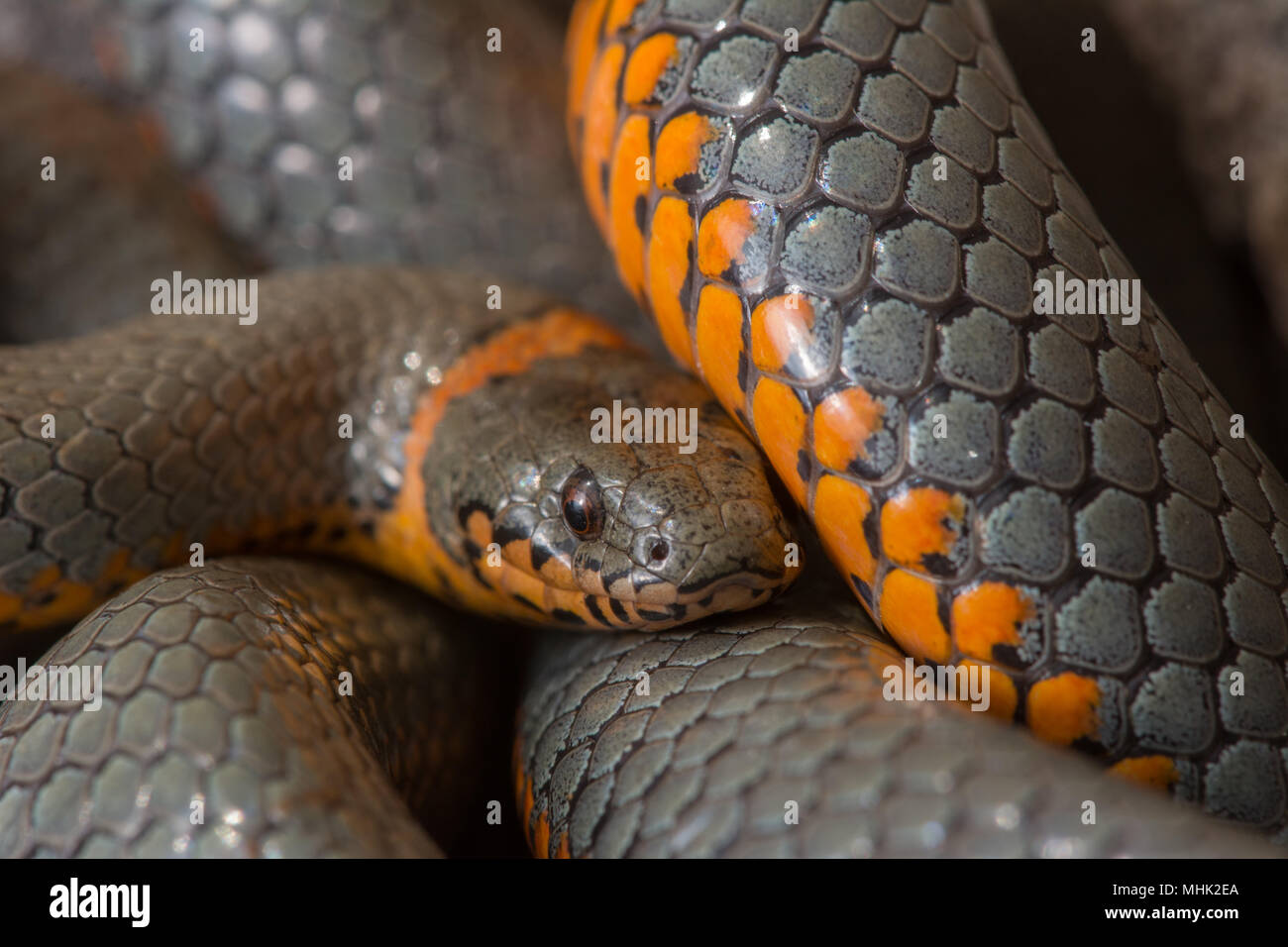 Regal Ringneck Snake