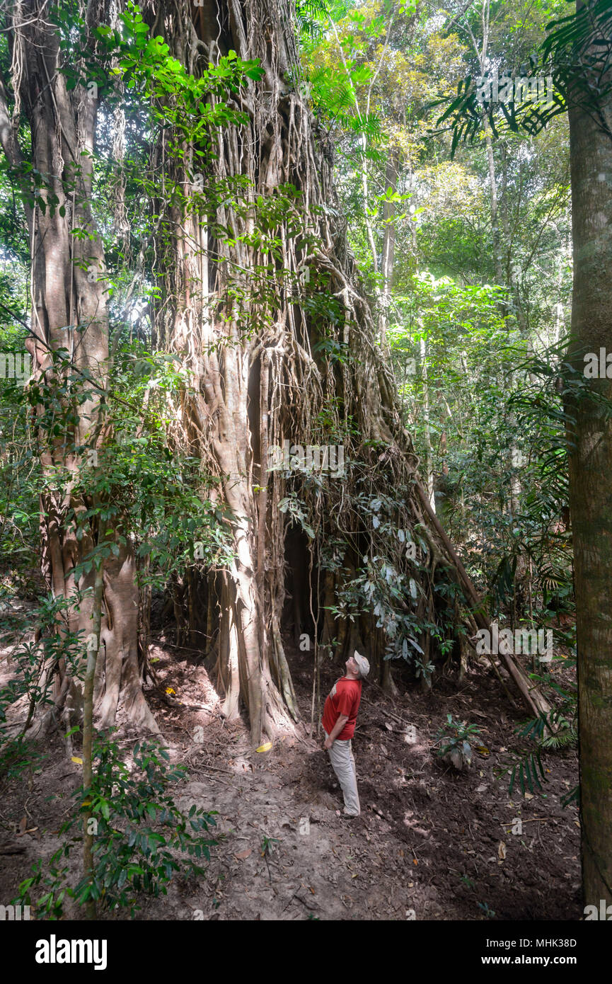 Visitor wearing a red shirt looking at a giant fig tree in the ...