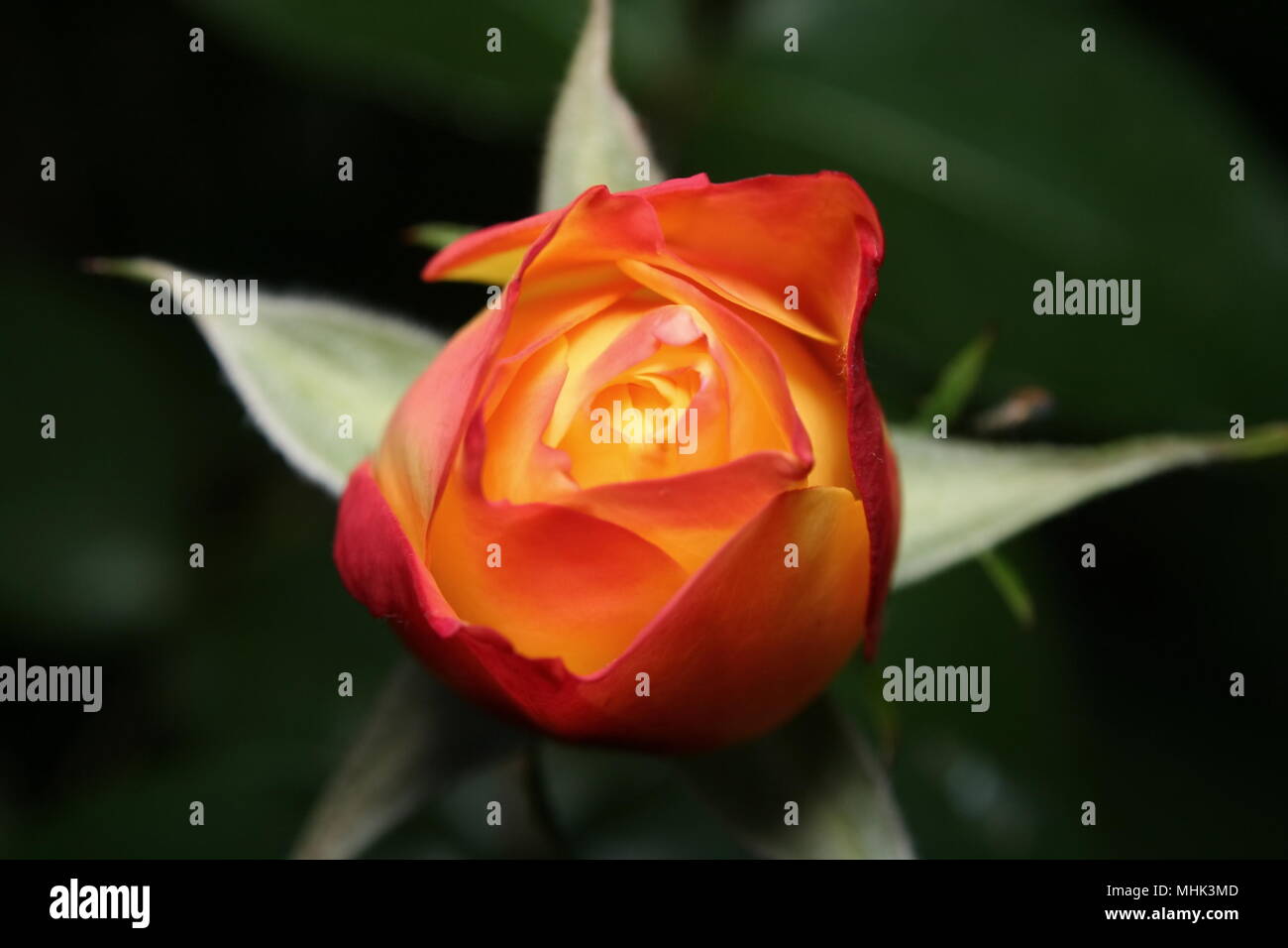 Rose - Orange fire Stock Photo - Alamy