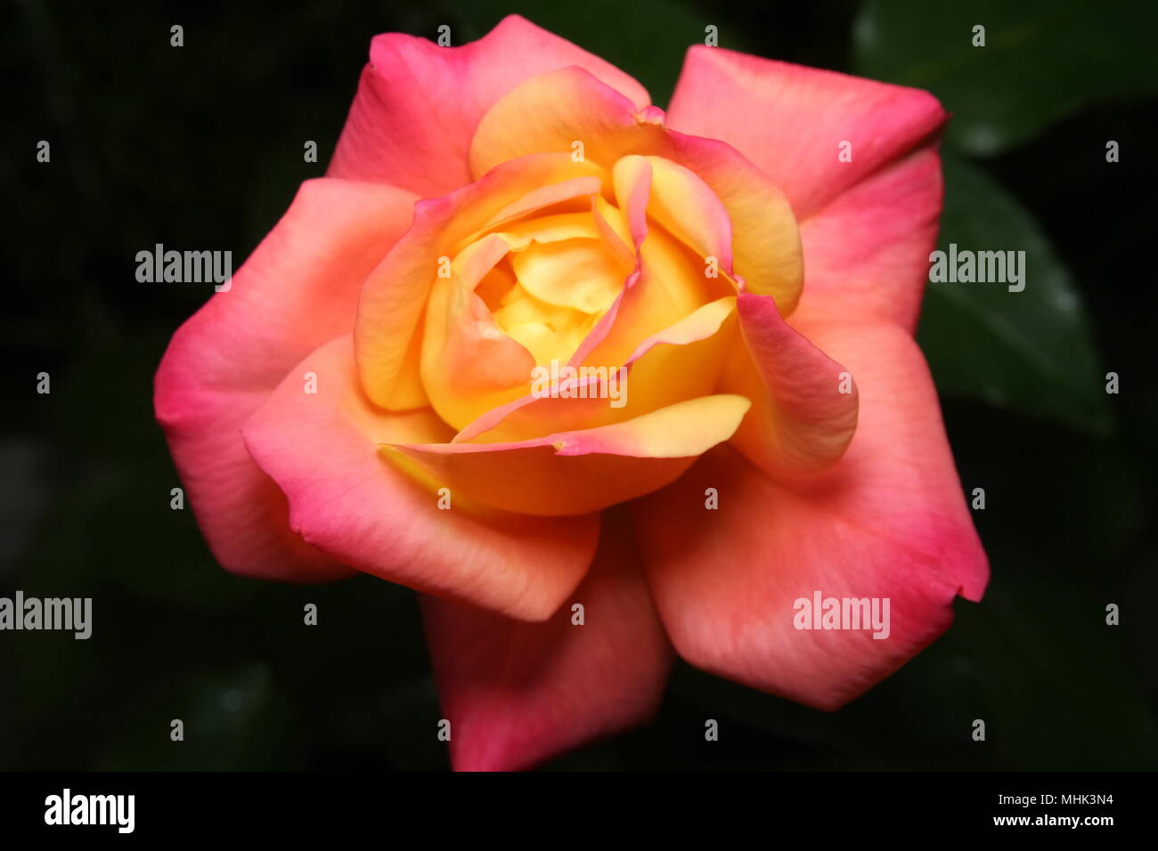 Rose - Varigated color Stock Photo - Alamy