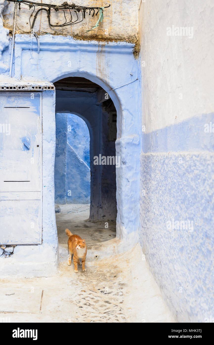 Blue walls of the houses of Chefchaouen, Morocco Stock Photo - Alamy