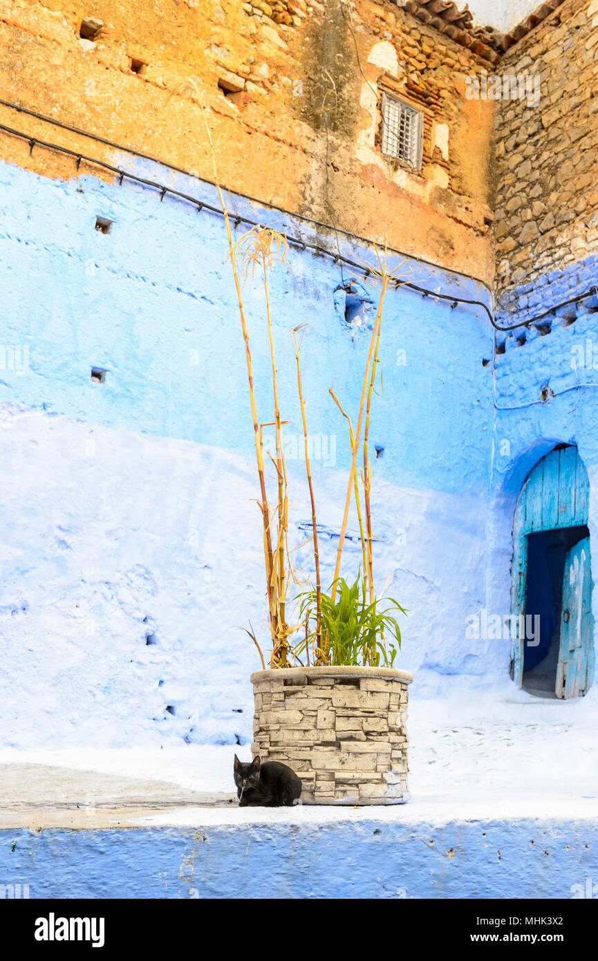 Blue walls of the houses of Chefchaouen, Morocco Stock Photo - Alamy