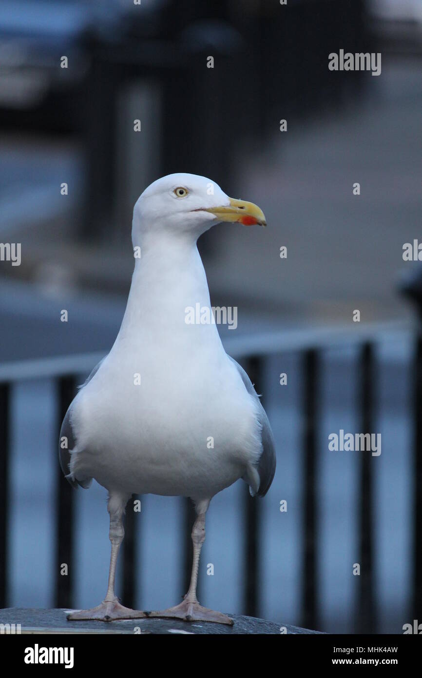 Seagull Bird, England, UK Stock Photo - Alamy