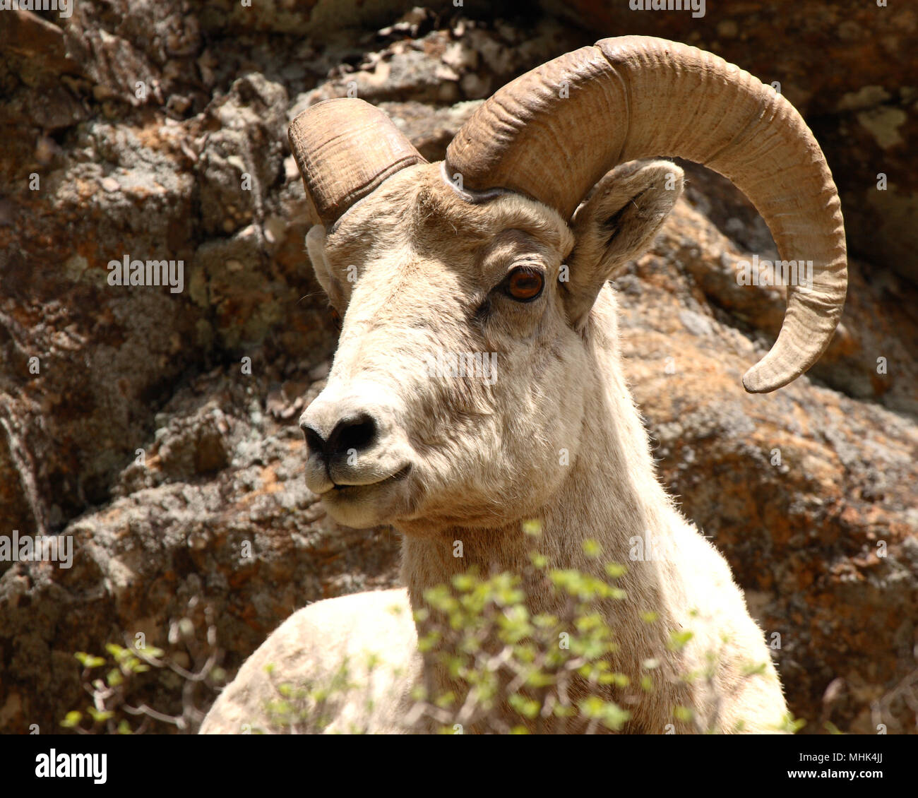 A young Bighorn Ram looking down from a cliff in Colorado Stock Photo ...