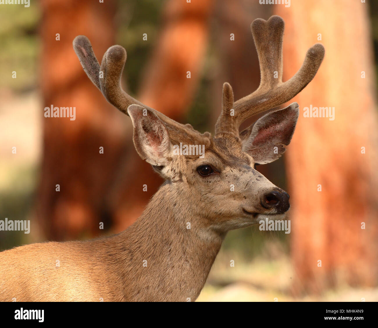 Large mule deer hi-res stock photography and images - Alamy