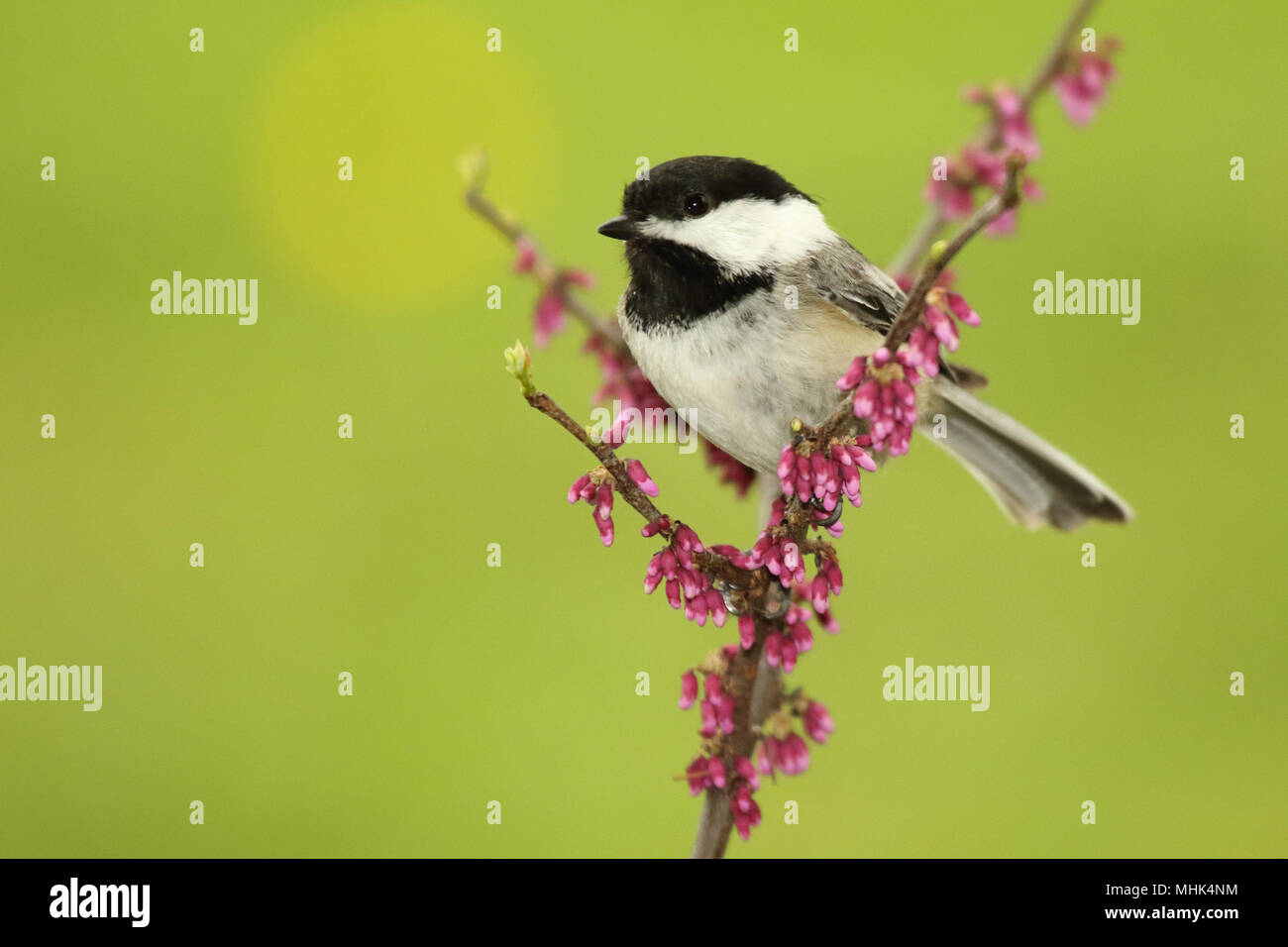 Funny chickadee hi-res stock photography and images - Alamy