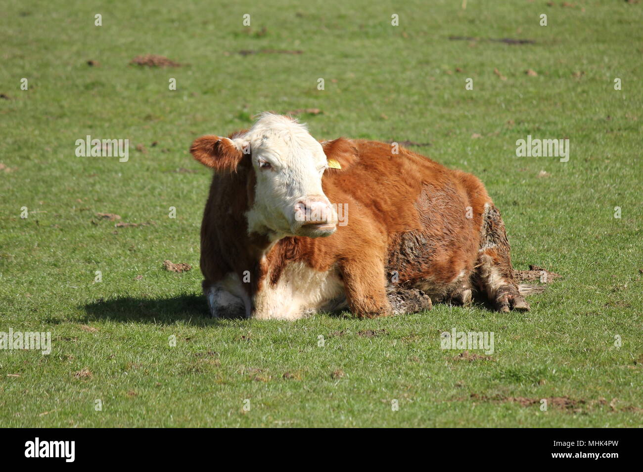 Cow In a Field, England, United Kingdom Stock Photo - Alamy