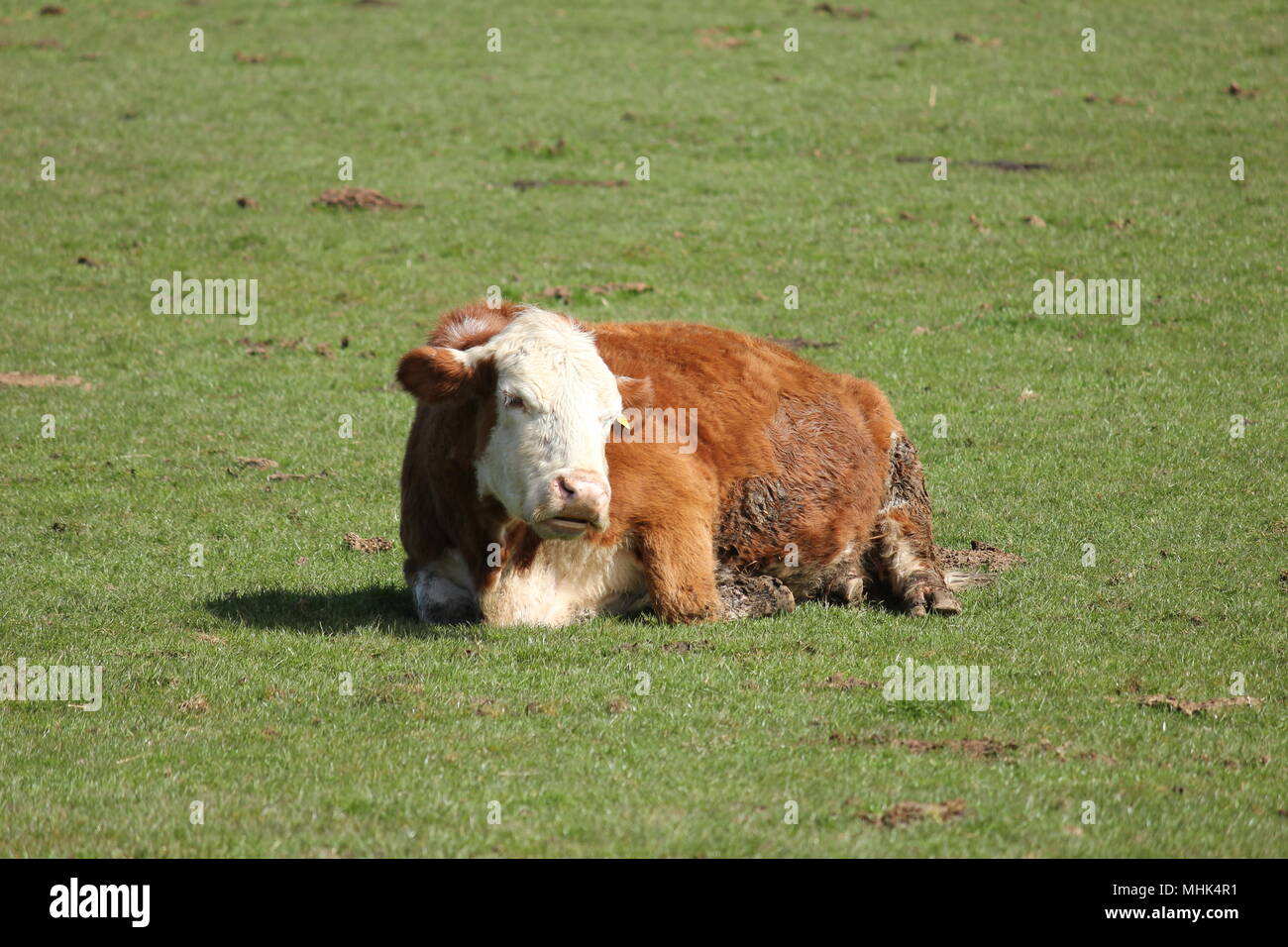 Cow In a Field, England, United Kingdom Stock Photo - Alamy