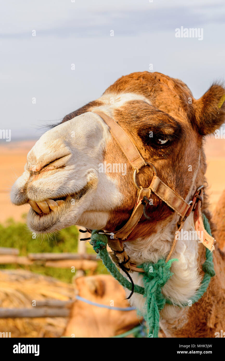 Portrait of a camel in the desert of Morocco Stock Photo - Alamy