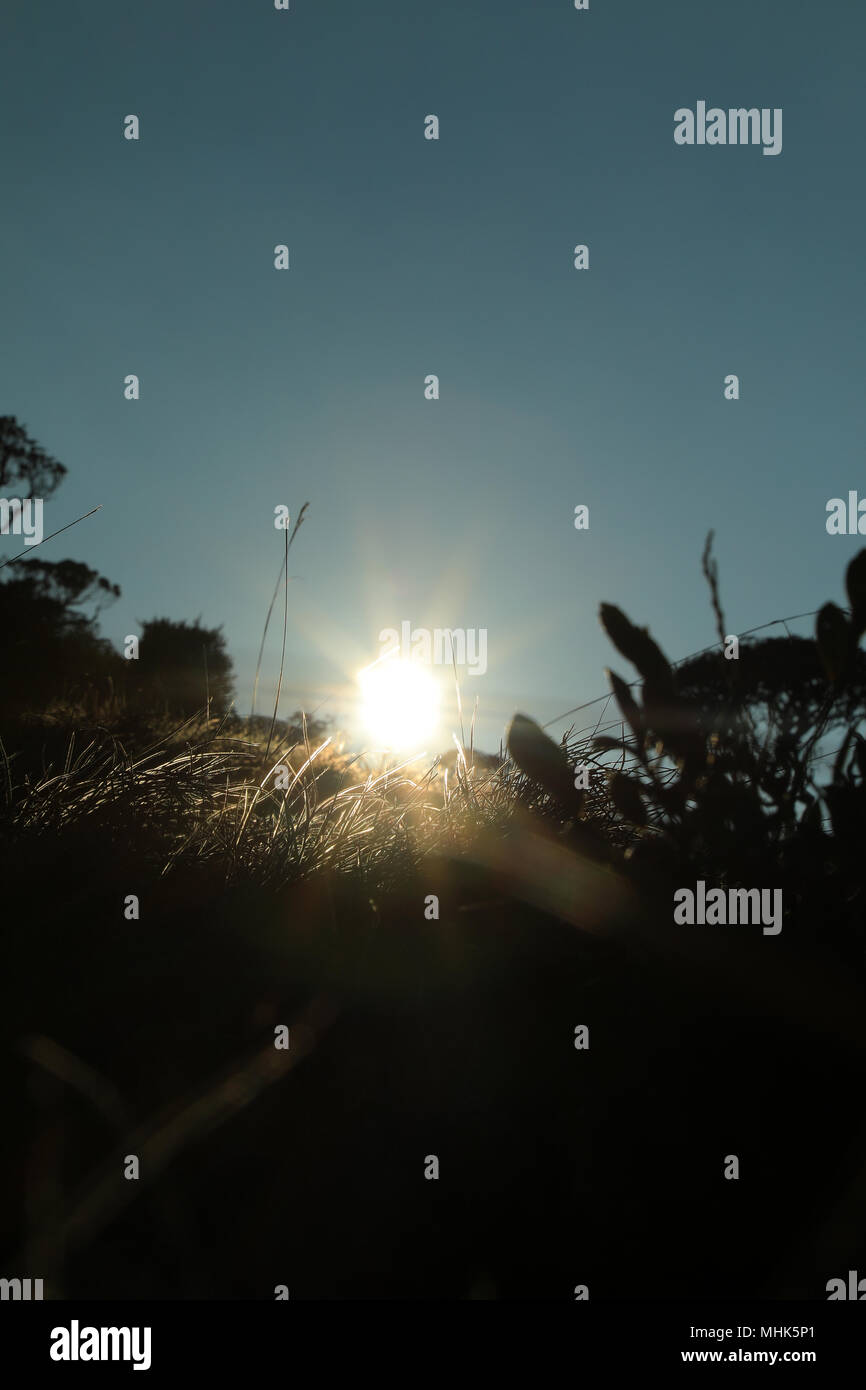 Nature at its best with the Golden morning sunlight during summer time ...