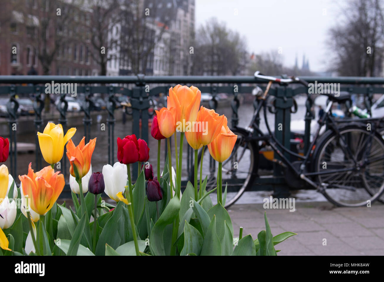 Amsterdam, Flowers in the Street Stock Photo - Alamy