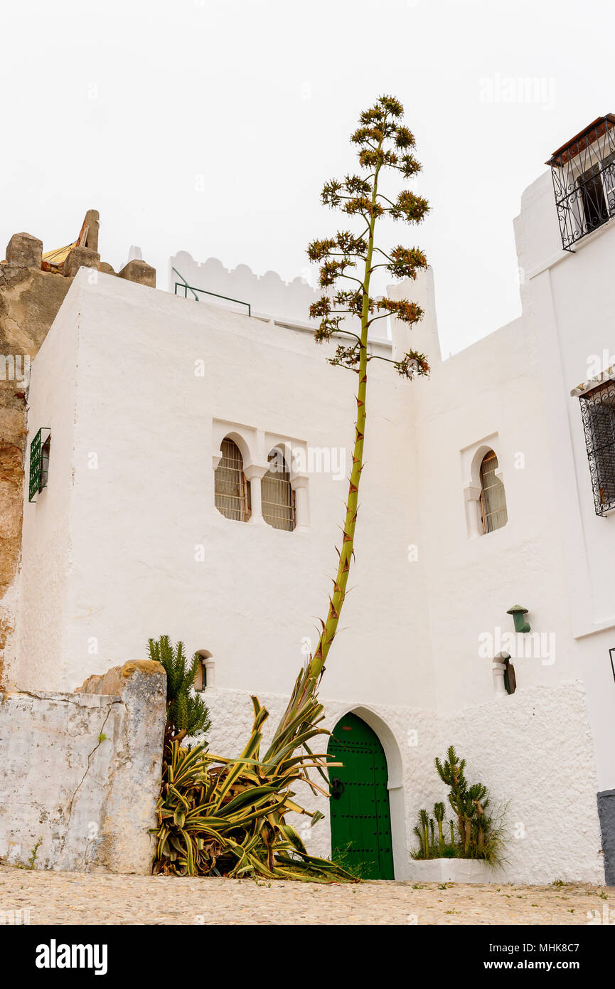 Architecture of Tangier, a major city in northern Morocco. It is the ...